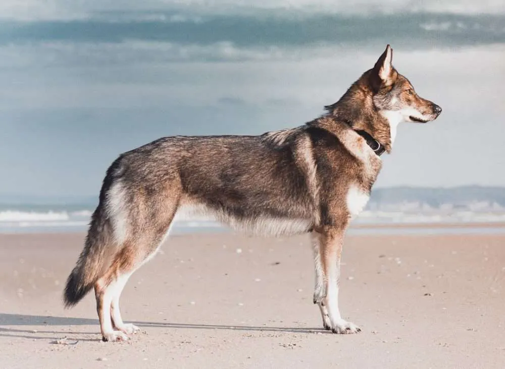 The Ultimate Guide to Racing Dog Breeds: Find the Perfect Pup for You ...