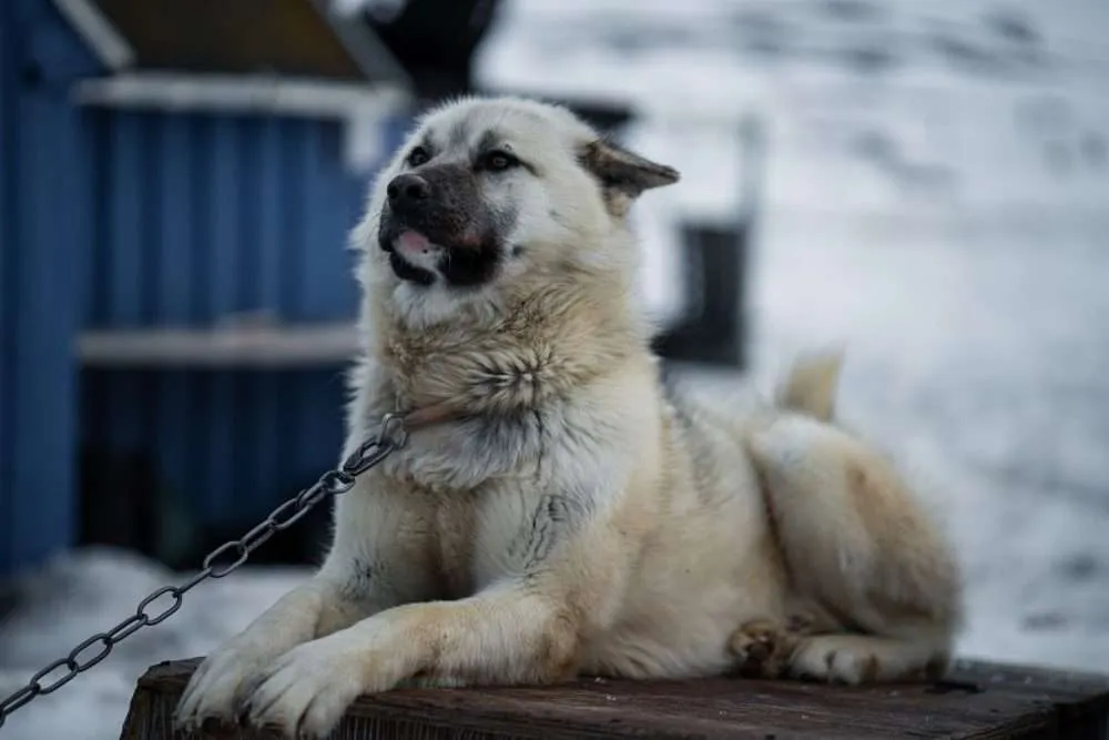 Lady and the Tramp: Uncovering the Breeds of Those Famous Dogs ... Lady and the Tramp: Uncovering the Breeds of Those Famous Dogs ...